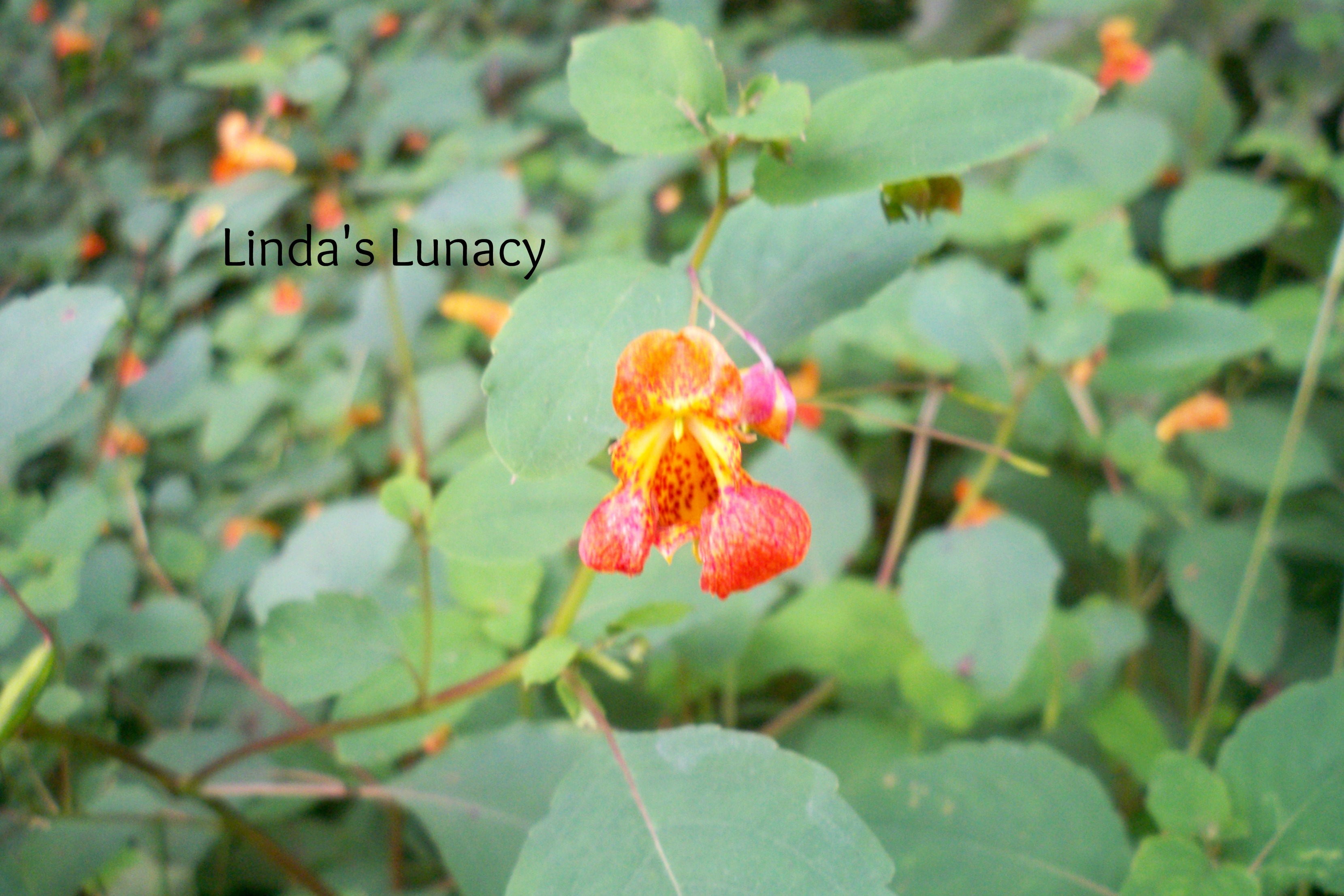 Saturday on the Farm - Weeds and Their Medicinal Uses - Linda's Lunacy